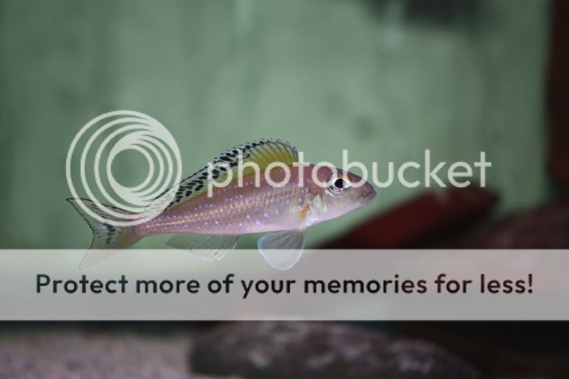 A FEW NEW TANGANYIKAN FISH PICS | Cichlid Fish Forum
