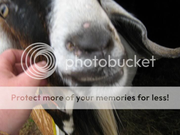 skin bumps? what is this? | Dairy Goat Info Forums