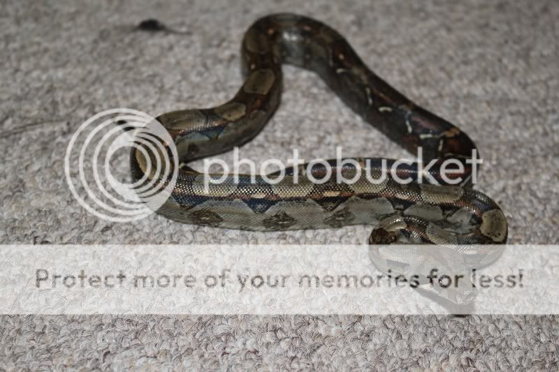 Nemmie - 3 months on! (Sonoran dwarf boa) | Reptile Forums