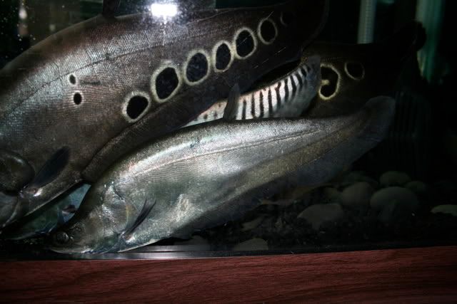 The OFFICIAL Knifefish Photo Thread | MonsterFishKeepers.com