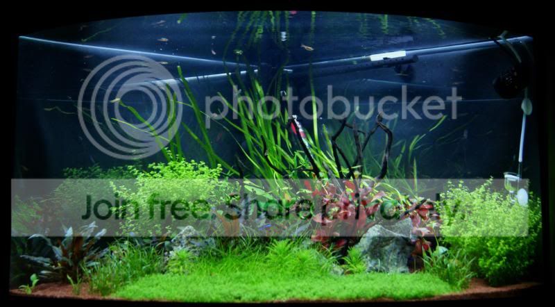 Aquascaping A Corner Tank Need To See Some Pictures. | Fish Forum