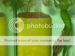 Super simple 5 minute sponge filter | Fish Forum