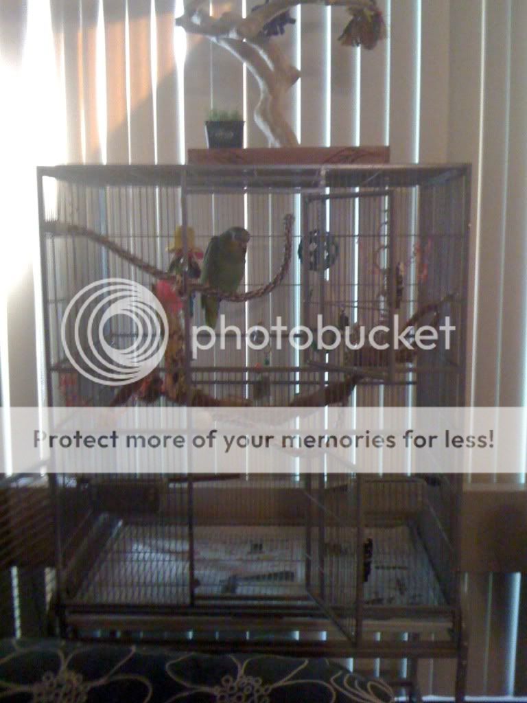 Cage size | Avian Avenue Parrot Forum