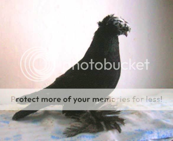 Окрасы узбекских бойных: pigeons_ru — LiveJournal