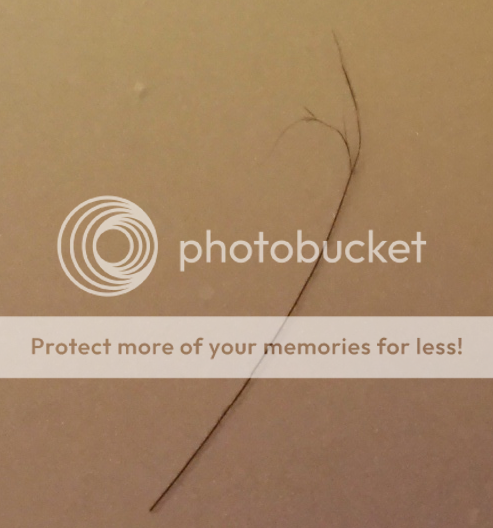 Split End / Damage Photos