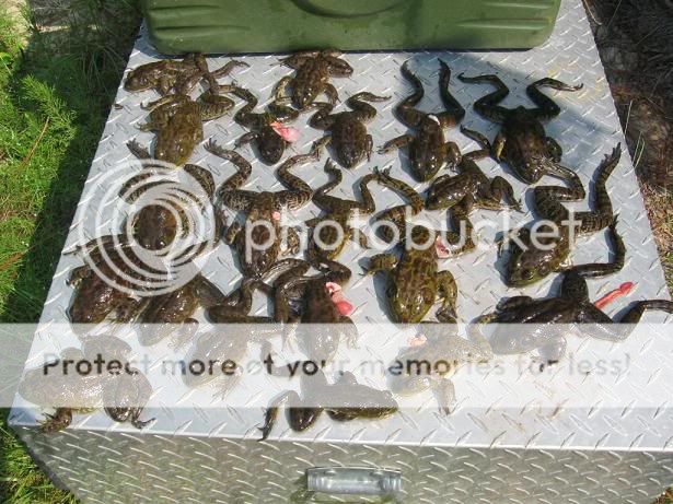 Anyone been frog gigging yet this year? | GON Forum