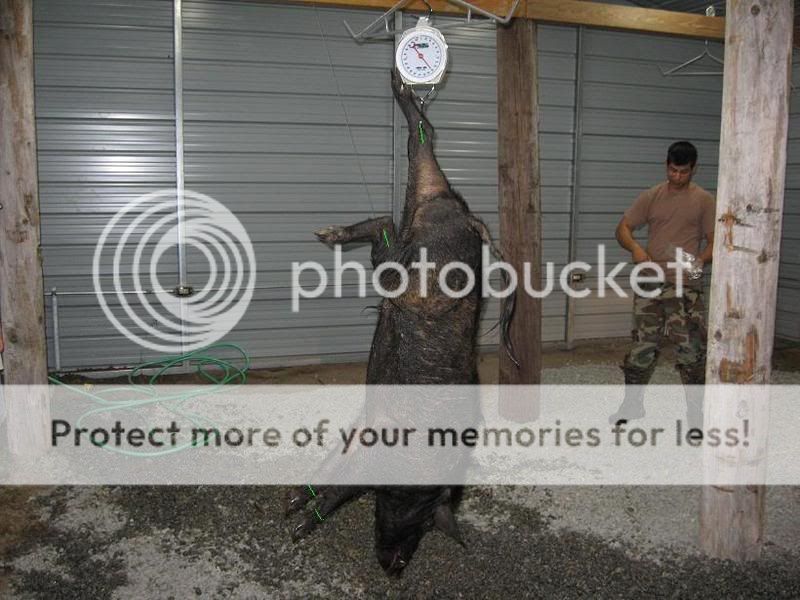 Cleaning a hog Part #1-Skinning | GON Forum