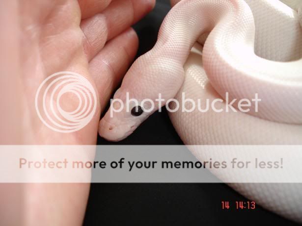 MALE "Black Eyed Leucistic Ball Python" | Reptile Forums