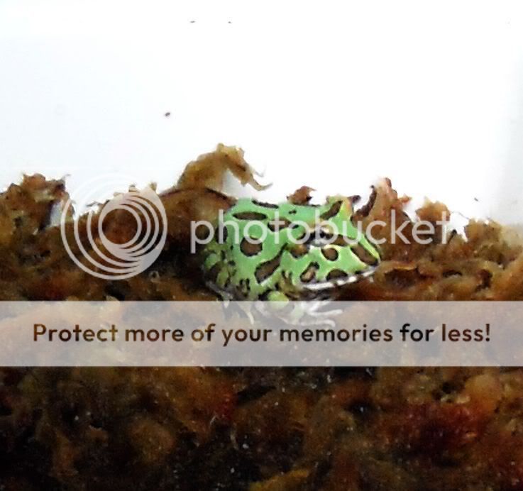 Peppermint Pacman | Reptile Forums