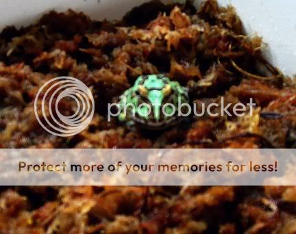 Peppermint Pacman | Reptile Forums