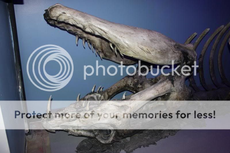 Basilisk skelet gevonden in Utrecht | Throwing Acorns