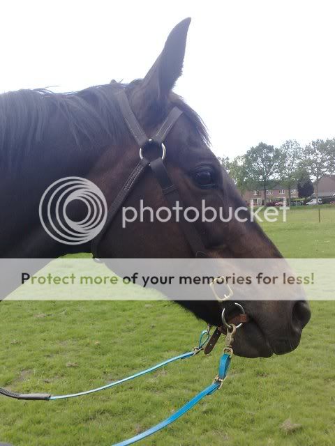 Ervaringen met het leren Meroth bitje • Bokt.nl