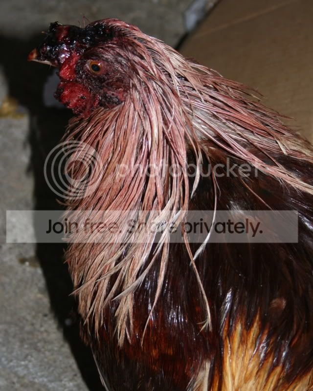 Rufus the rooster had a baaad day ... Photos - lifestyleblock ...
