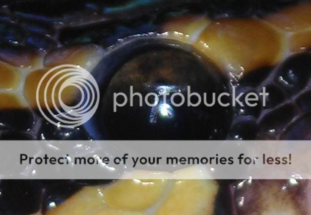 Eye damage or retained eye cap? | Reptile Forums