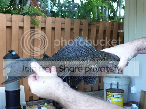 Biggest pleco Pictures | Page 6 | MonsterFishKeepers.com