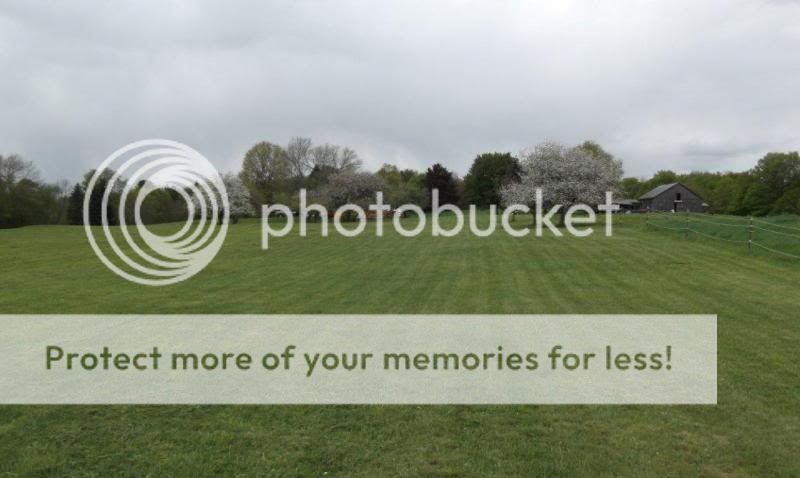 Trees | Arborist, Chainsaw & Tree Work Forum