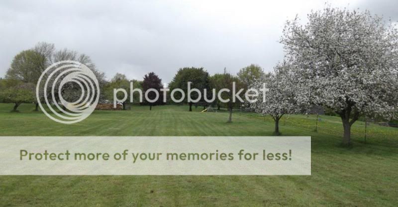 Trees | Arborist, Chainsaw & Tree Work Forum