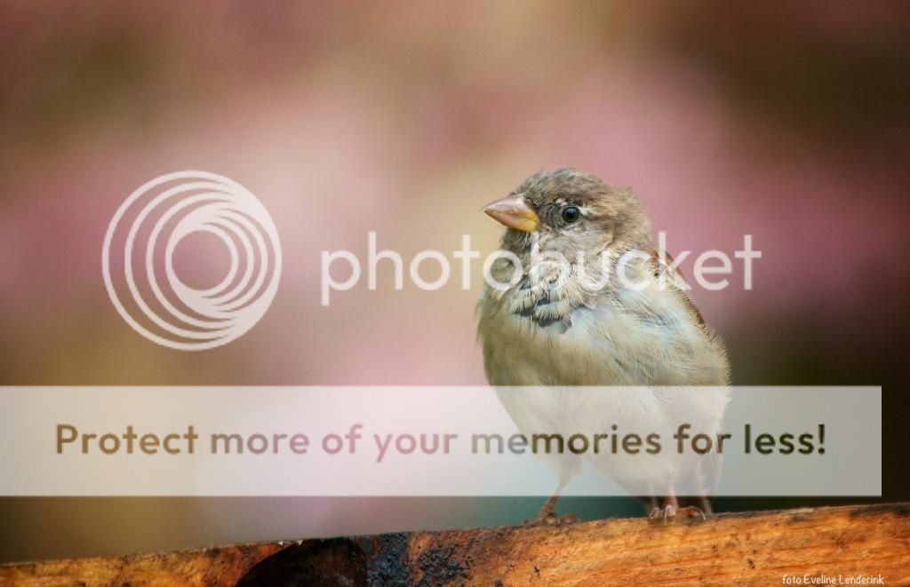 jonge mus | Eveline Lenderink