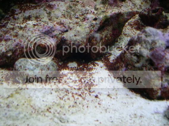 How to get rid of Red Flat Worms? | Reef Central Online Community
