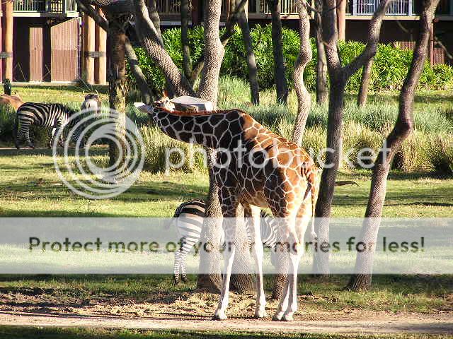 Savannah View Photos- Animal Kingdom Lodge | The DIS Disney Discussion ...