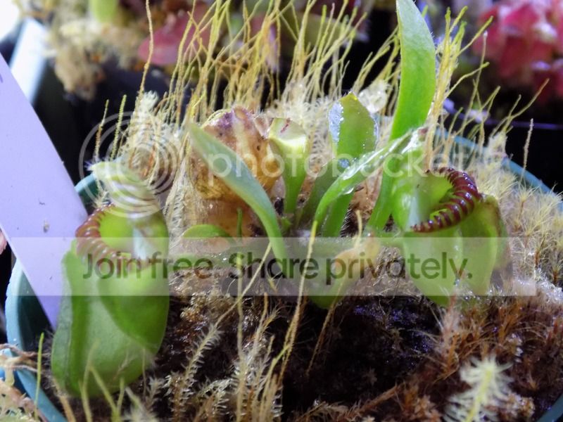 My Ceph Collection - Cephalotus - Carnivorous Plants UK