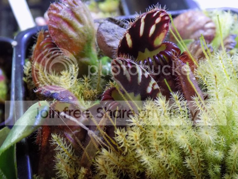 My Ceph Collection - Cephalotus - Carnivorous Plants UK