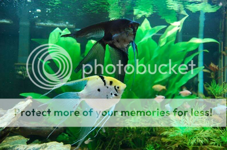 Your favorite angelfish varieties | The Planted Tank Forum
