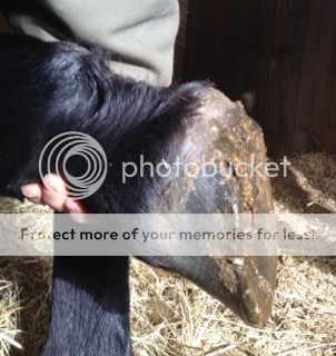 TWH Tripping and stumbling, Hoof issue? | The Horse Forum