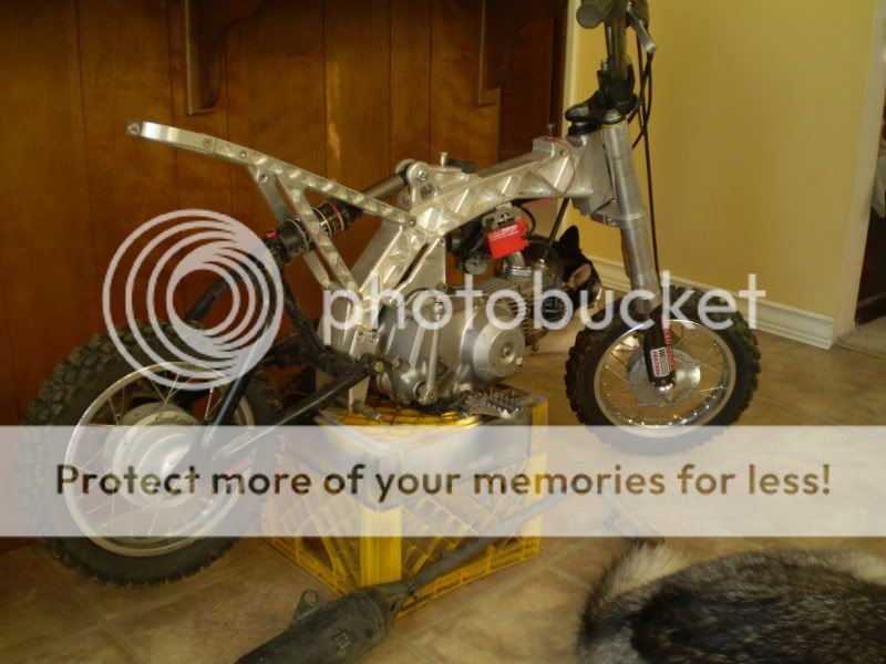 Check Out This Bute! | PlanetMinis Forums