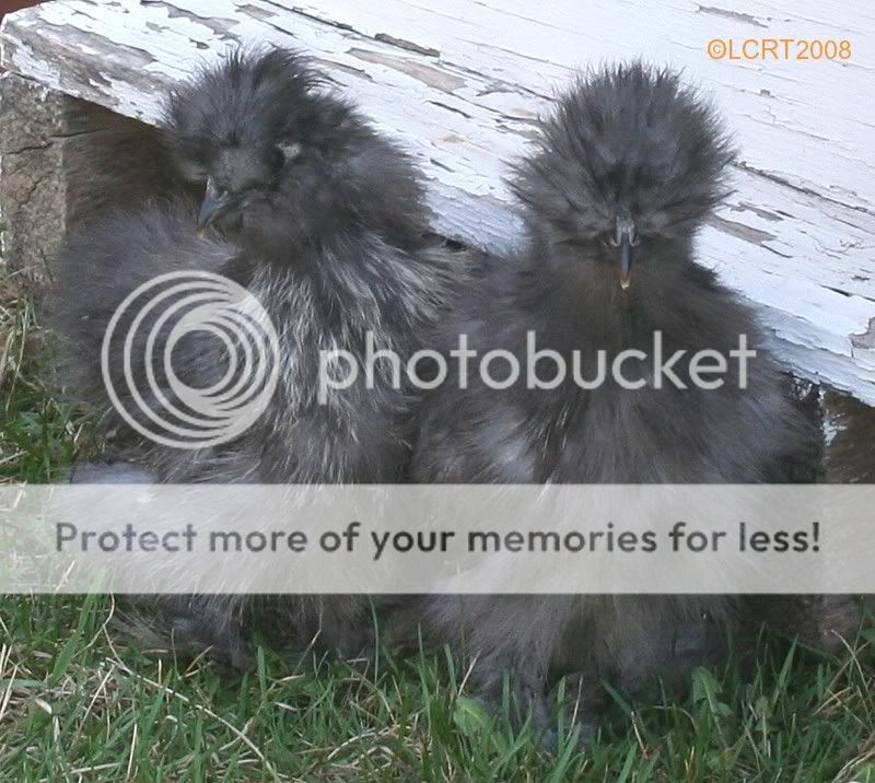 Meet Hunter & Jester... | BackYard Chickens - Learn How to Raise Chickens