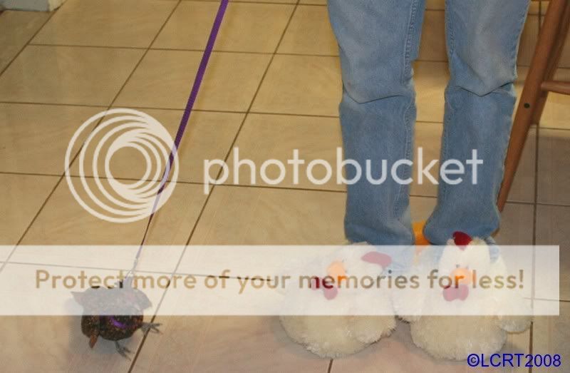 Chicken Harness = Unhappy Chickens | BackYard Chickens - Learn How to ...