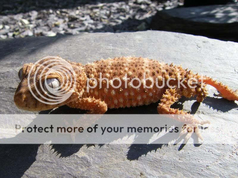 Nephrurus amyae (Rough Knob-tailed Gecko) | Reptile Forums