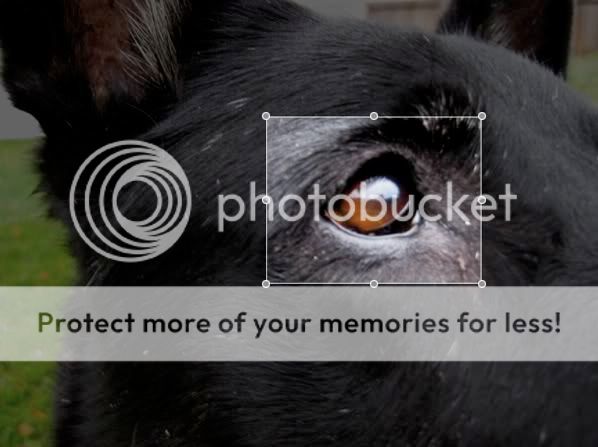 Elevated Third Eyelid... | German Shepherds Forum