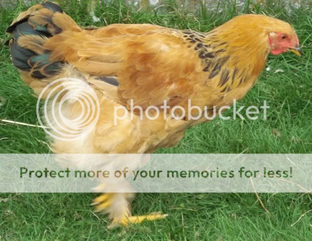 Is deze mix een hen ? - Kippenforum.nl