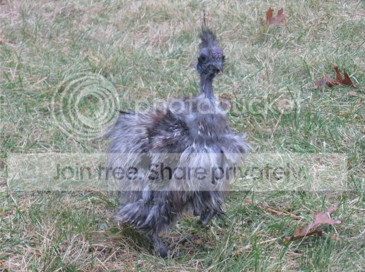 Ugliest chicken contest! | Page 5 | BackYard Chickens - Learn How to ...