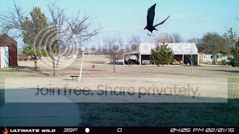 Game Camera Review - TexasBowhunter.com Community Discussion Forums