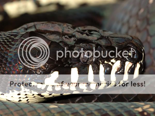 Boelens Pythons | MonsterFishKeepers.com