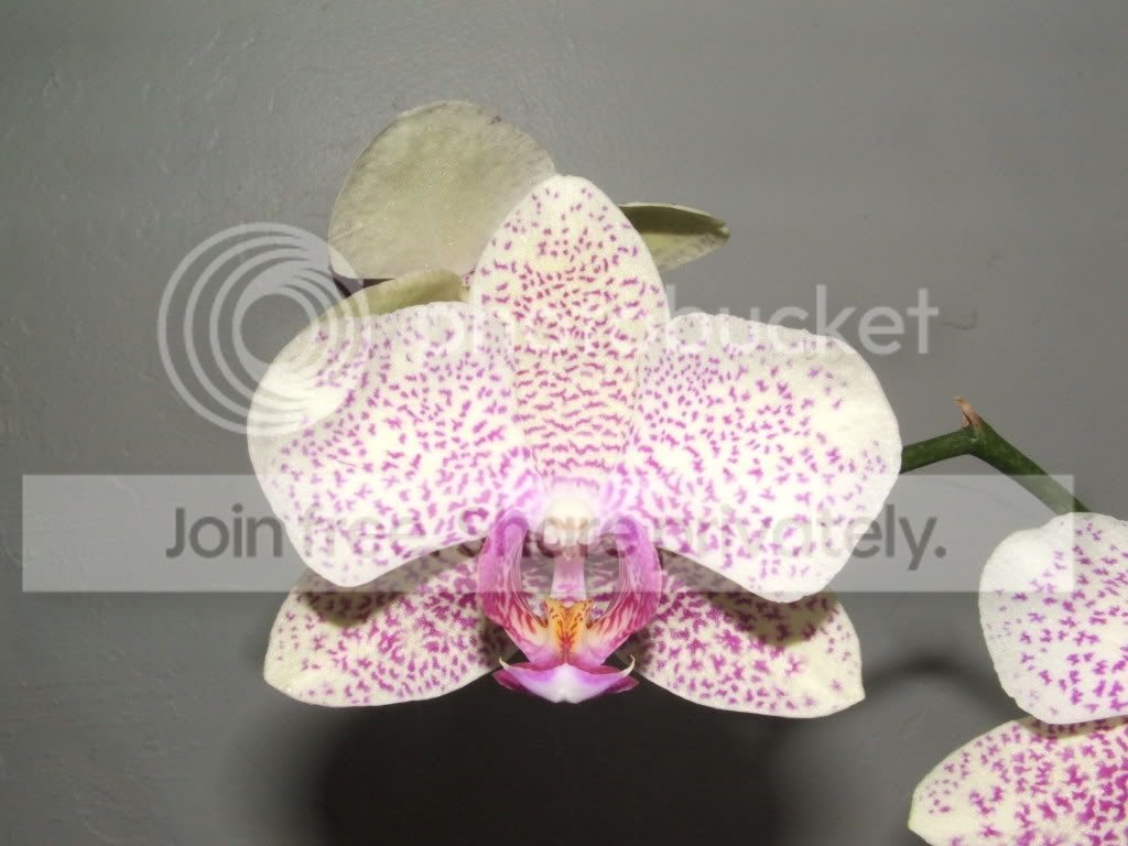 Orchid help.