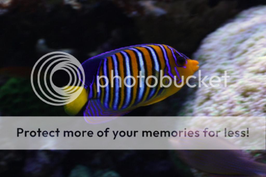 Red Sea Regal in Reef??? | Reef2Reef