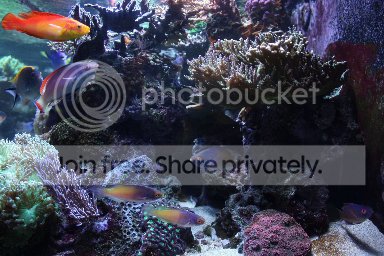 Rhomboid Wrasse | Reef2Reef