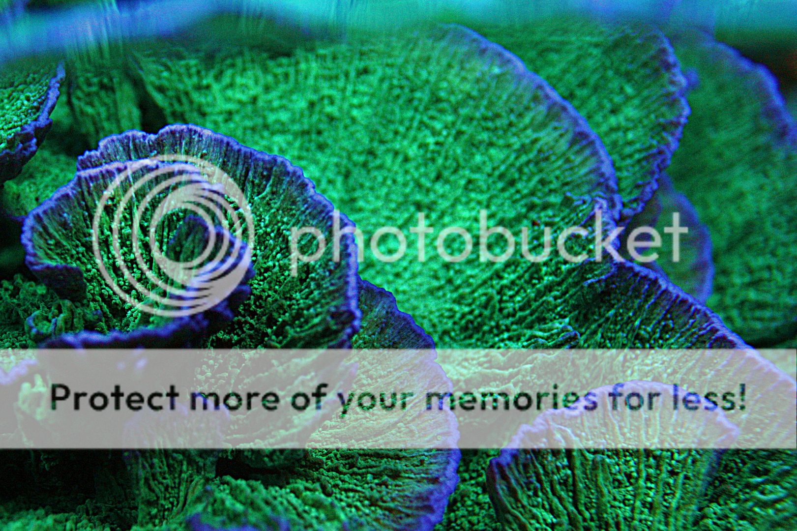 Rare monti caps. - Reef Central Online Community