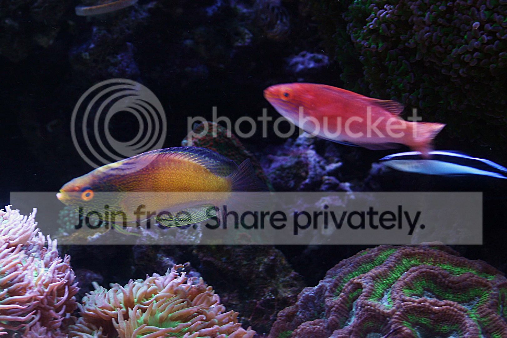 Rhomboid Fairy Wrasse. | Reef2Reef