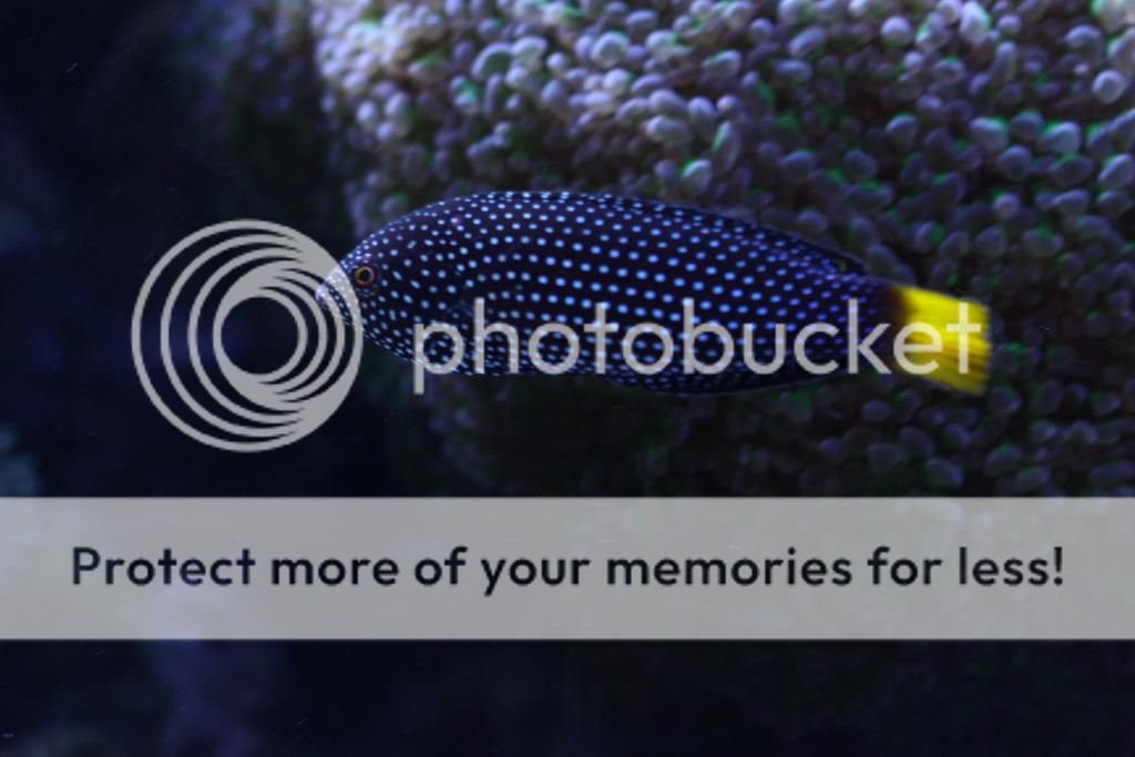 Yellow tail wrasse (tamarin?) | Reef2Reef