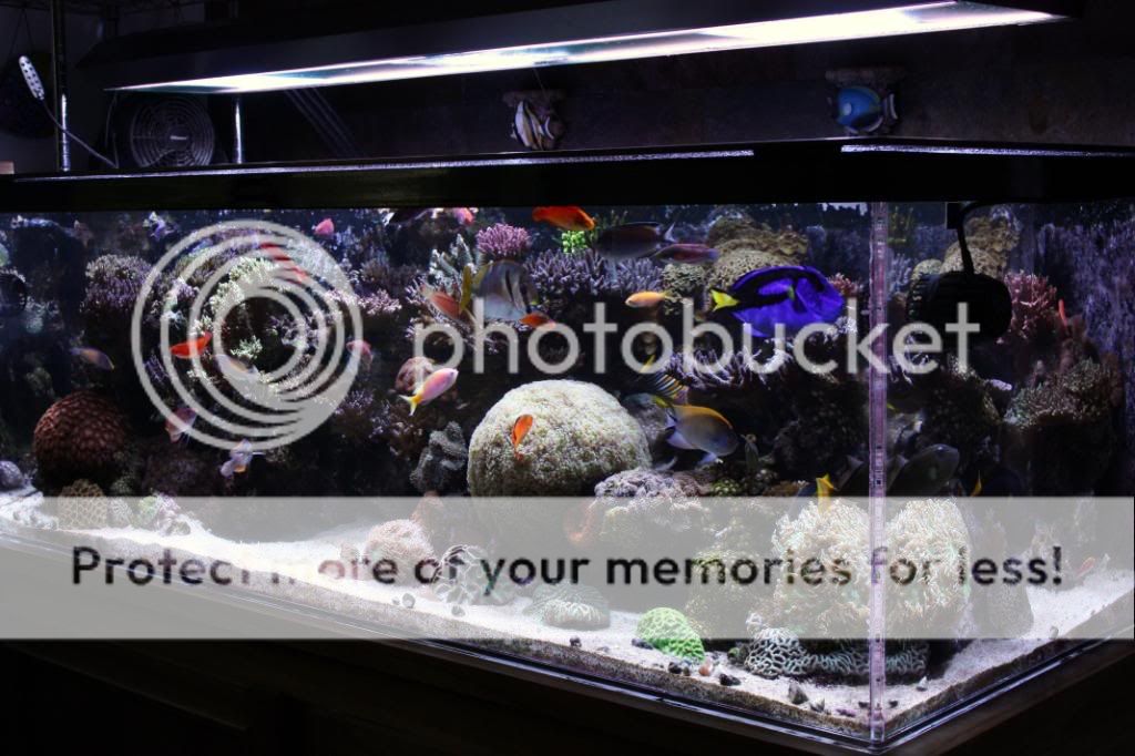 Build Thread - Full Tank Shots... Let's see progression pics... | Reef2Reef