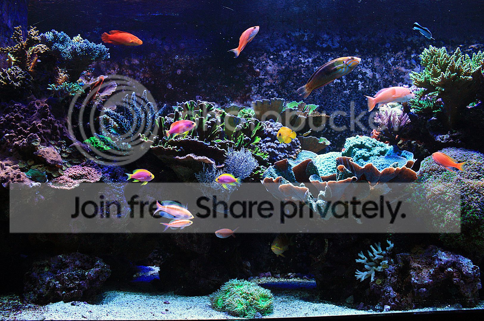 Large Build - Show Off Your Large Tank Aquascape :) | Page 7 | Reef2Reef