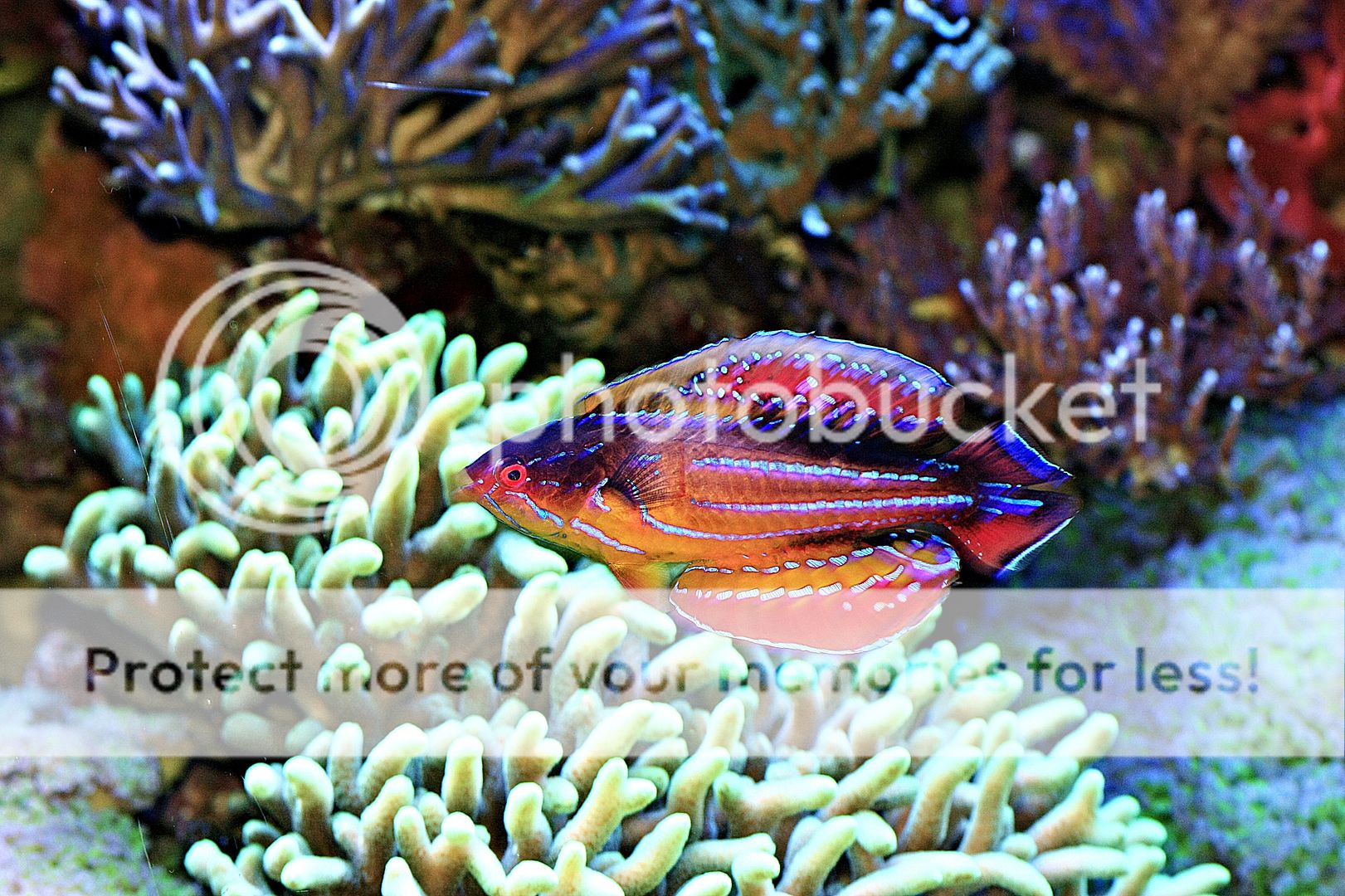 Show Off Thread - Fish | Page 9 | REEF2REEF Saltwater and Reef Aquarium ...