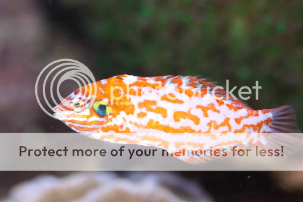 Chaoti wrasse - Reef Central Online Community