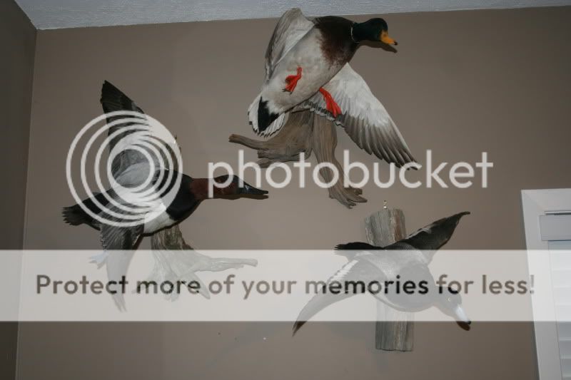 Canvasback Mounts - DuckSouth.com