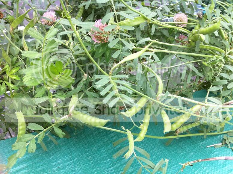 Vetch "pea pods" and other weed questions..... | Reptile Forums