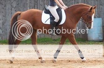 Slightly in front of the vertical. | The Horse Forum